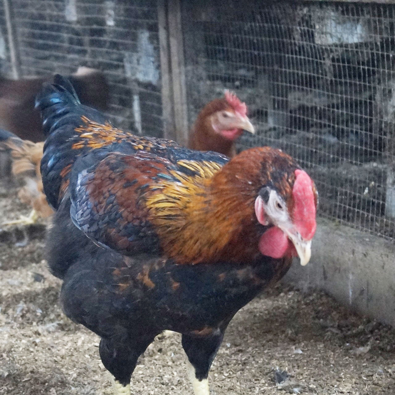 Kampung Chicken - Prestige Fortune